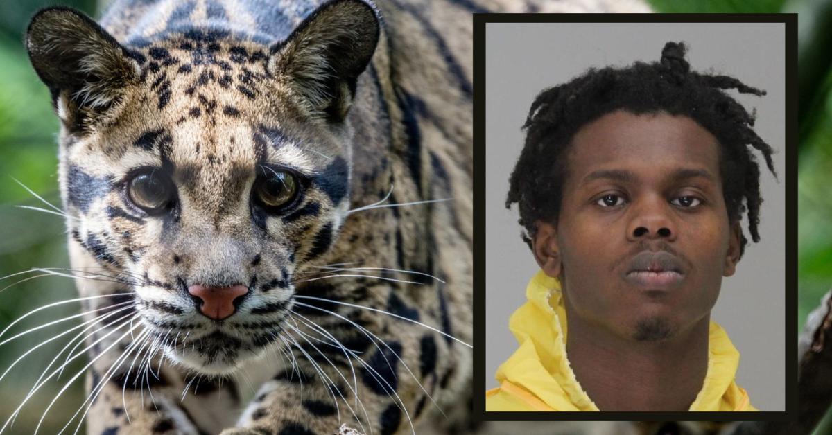 Suspected Dallas Zoo thief admits to stealing animals and wants take more, per affidavits | Just ...